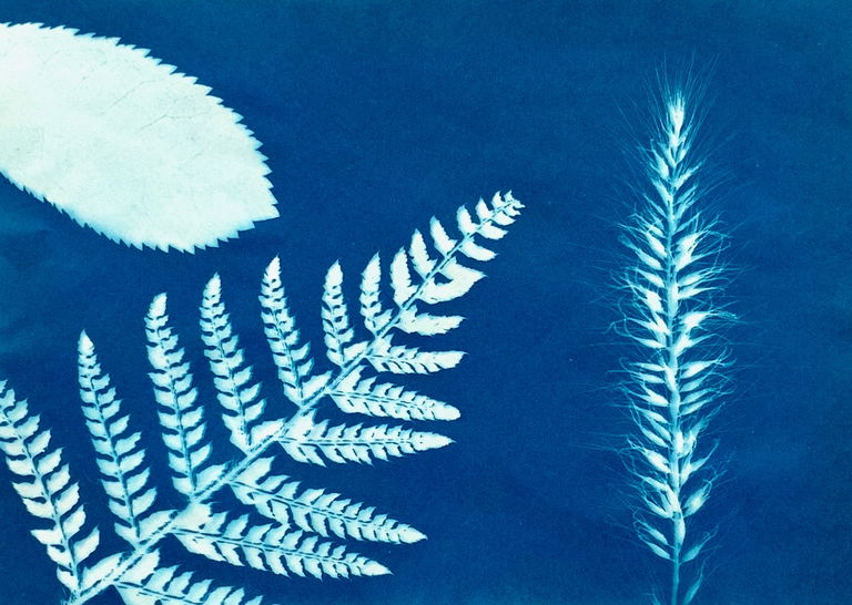 Cyanotypes with the Richmond Media Lab | Culture Days 2021