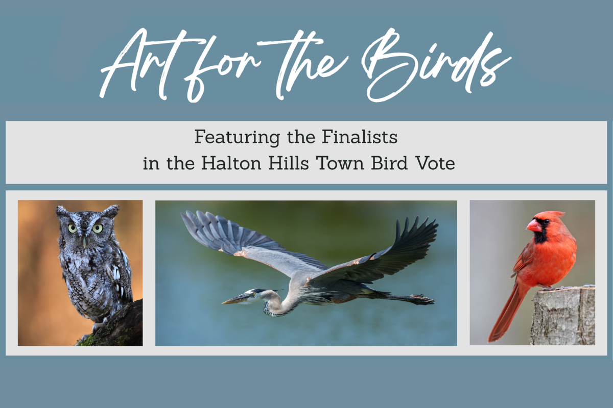 Art for the Birds | Culture Days 2025