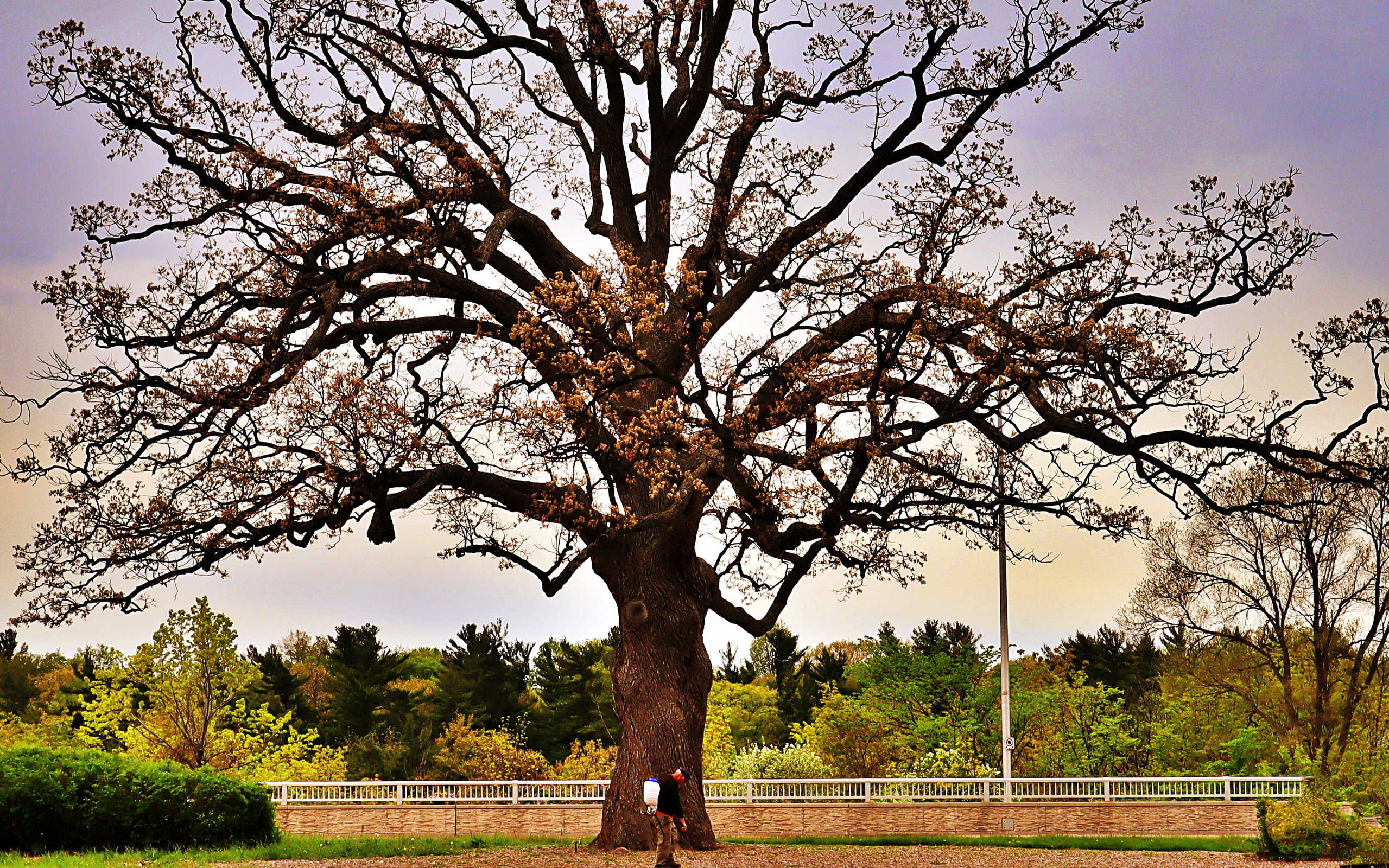 The Great White Oak Love Story | Fête de la culture 2025